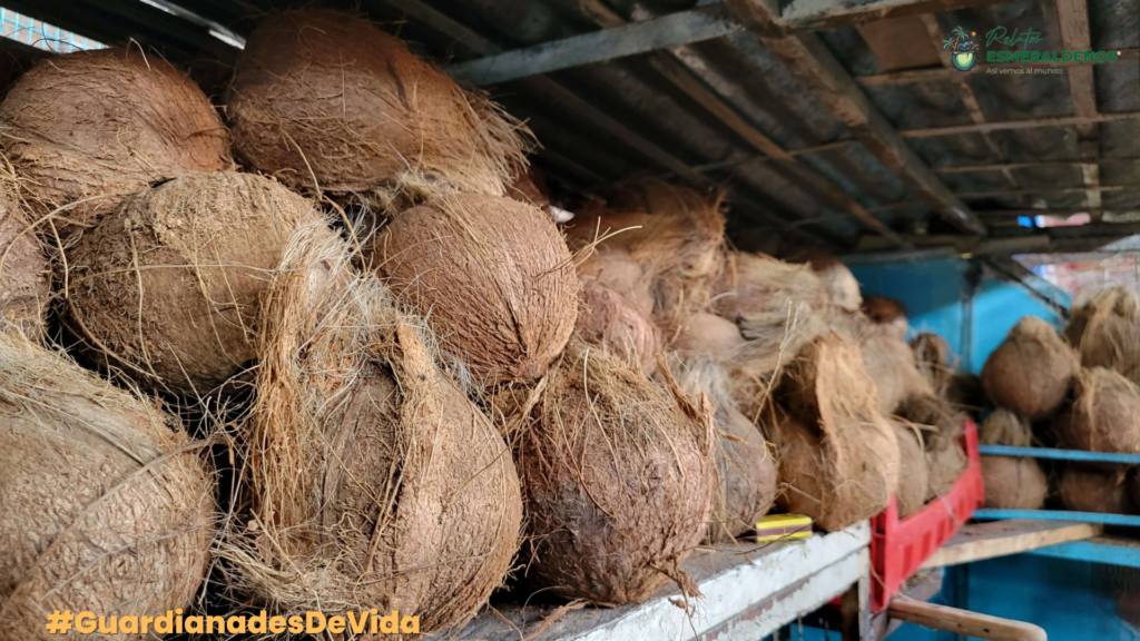 La brava resistencia del coco en la frontera norte de Ecuador - Relatos ...